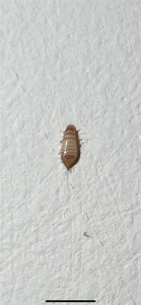 Need Help Identifying Dead Bug Shell Found On Bed R Bedbugs