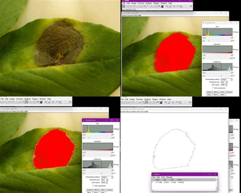 Necrotic Area Measurement Using Imagej Software A Necrotic Lesion On Download Scientific