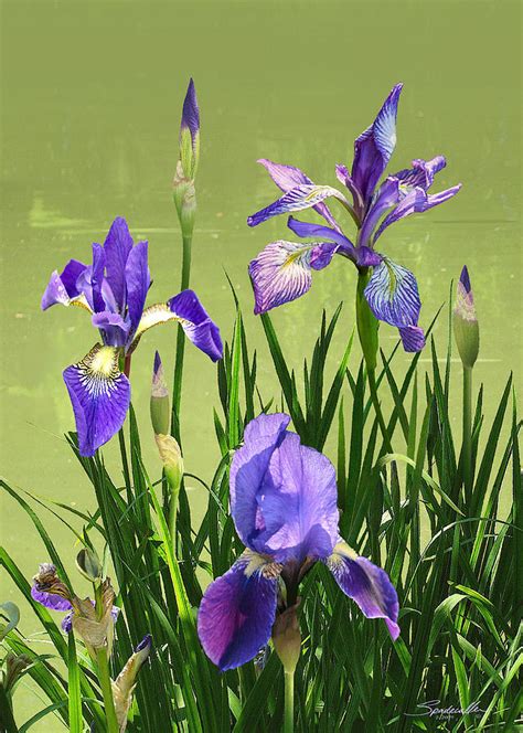 Blue Flag Iris