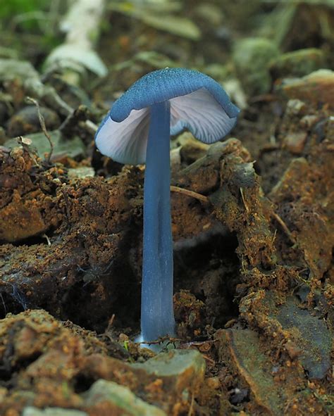 ヒメコンイロイッポンシメジEntoloma coelestinum