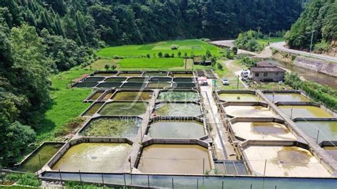 贵州榕江冷水鱼养殖 鲟出致富路 人民图片网
