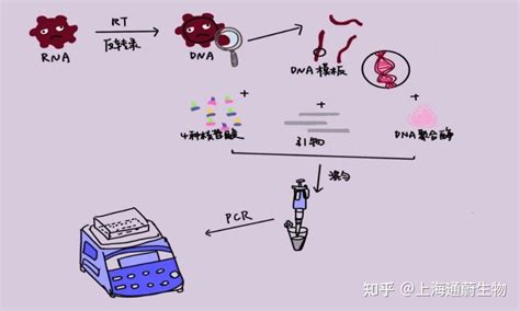 Pcr技术全面解析：从传统到实时，一窥科研前沿 知乎