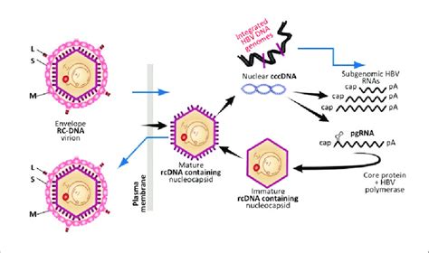 Hbv Replication Cycle Rc Dna Relaxed Circular Dna Hbv Hepatitis Download Scientific