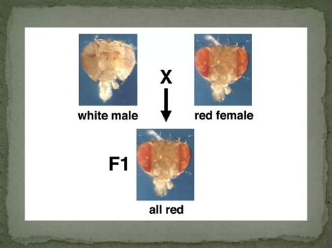 Sex Linked Inheritance PPTX Sex Linked Inheritance PPTX