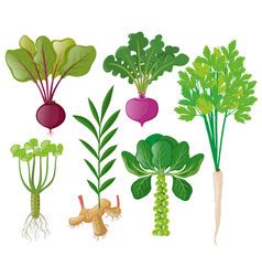 Different Types Fresh Vegetables Royalty Free Vector Image