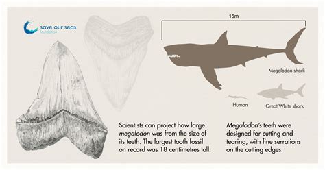 Megalodon Size Блогът на Valentint Encyclopedia Largest
