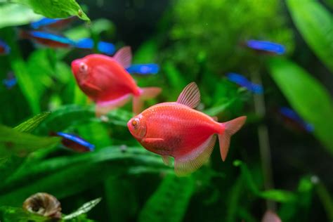 Trigger Fish Animal Kingdom