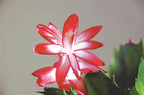 საშობაო ყვავილი დეკემბერა კვირის პალიტრა