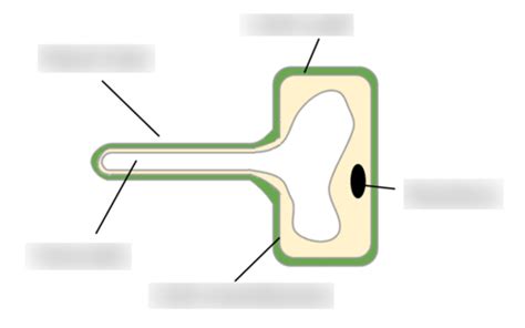 Root Cell Diagram