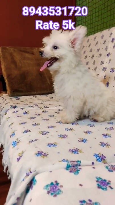 Quality Lasapso Male Puppy Available In Kerala Youtube