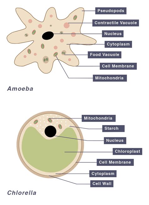 Igcse Biology 2017 1 4 Understand The Term Pathogen And Know That Pathogens May Include Fungi