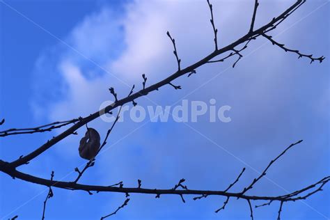 푸른 하늘 구름 나뭇가지 Bluesky 사진이미지일러스트캘리그라피 Anordinary작가