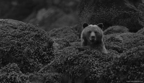 Opencv Python——图像增强高斯滤波，均值滤波，中值滤波，直方图均衡，伽马变换python图像均值滤波 Csdn博客