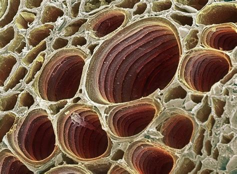 Xylem Plant Cells Sem Photograph By Dr David Furness Keele University
