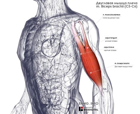 Функция бицепса Двуглавая мышца плеча