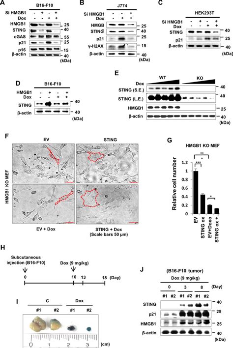 Hmgb1 Orchestrates Sting Mediated Senescence Via Trim30α Modulation In