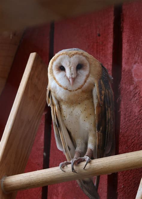 Like All Owls Valkyrie Barn Owl Cant Move Her Eyes Within Her Eye