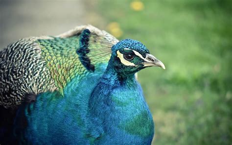 Peacock Natural Animal Photography Wallpapers Preview
