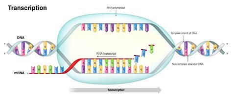 Protein Synthesis Transcription Diagram