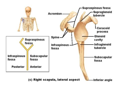 Bones Of The Appendicular Skeleton The Skeleton Appendicular