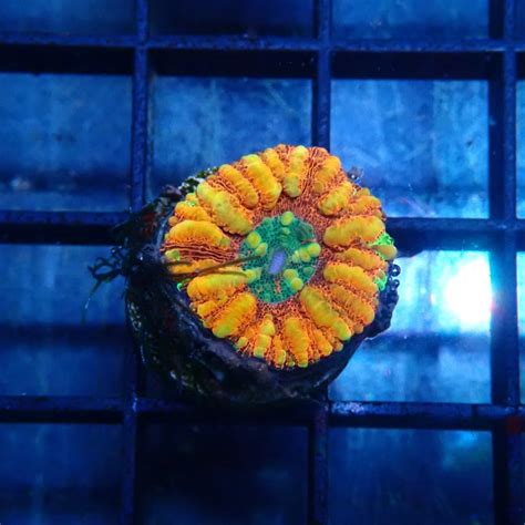 Button Scoly Lps Geemarine