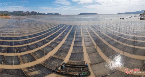 浙江温州头水紫菜迎丰收 苍南县 工人 养殖