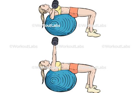 Stability Swiss Exercise Ball Dumbbell Chest Press Workoutlabs