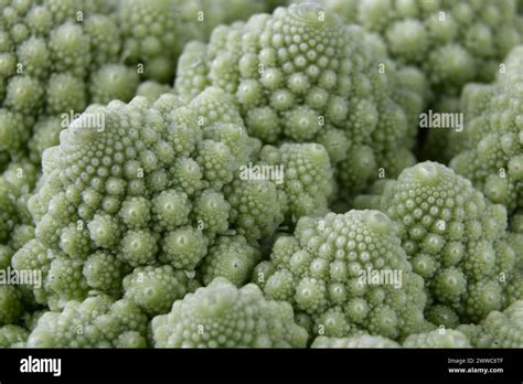 Macro Of A Biological Example Of Fibonacci Spirals And Fractals In
