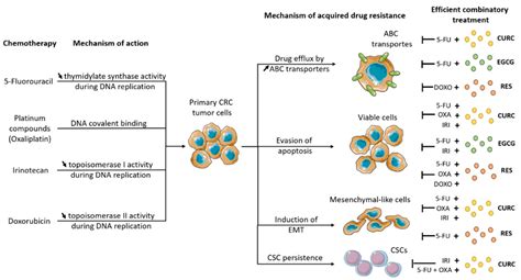 Biomedicines Free Full Text Plant Derived Bioactive Compounds In