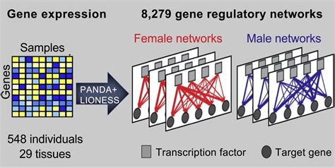 New Study Sheds Light On Sex Based Differences In Gene Regulation Department Of Biostatistics