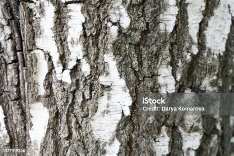블랙 화이트 줄무늬와 러시아 자작나무 껍질의 자연 질감 금이 0명에 대한 스톡 사진 및 기타 이미지 0명 거친 검은색 Istock
