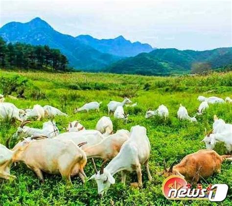 북한 사리원시 염소목장우량품종 염소 확보 노력