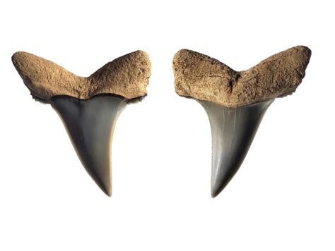 I Retroflexus 7 24 23 South Carolina The Fossil Forum