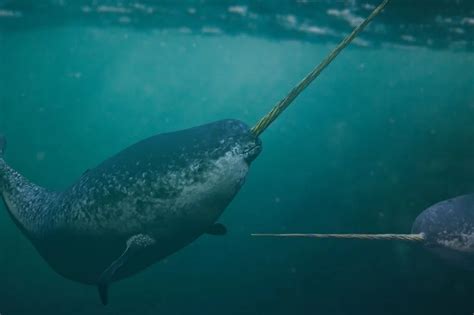 What Is A Narwhal Are They Whales Polar Guidebook