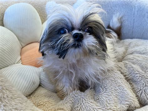 시츄 구름 브리티쉬숏헤어분양 토이푸들분양 애완견분양 폼피츠분양 유기묘무료분양 말티푸분양 강남고양이분양 말티즈분양 강아지입양 고양이입양 도그마루 보호소 펫샵 유기견