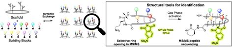Analytical Tools For Dynamic Combinatorial Libraries Of Cyclic Peptides