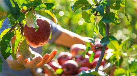 How Do Apple Trees Help The Environment At Bradley Guidry Blog