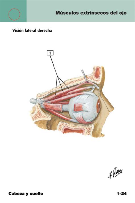 Músculos Intrínsecos Del Ojo
