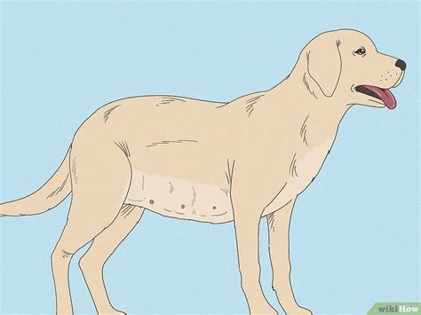 როგორ მივხვდეთ ძაღლის მაკედ ყოფნას Rogor Ge