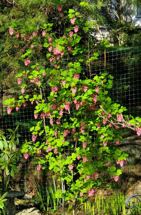 Native Shrubs For Southern Oregon Ashland Garden Club