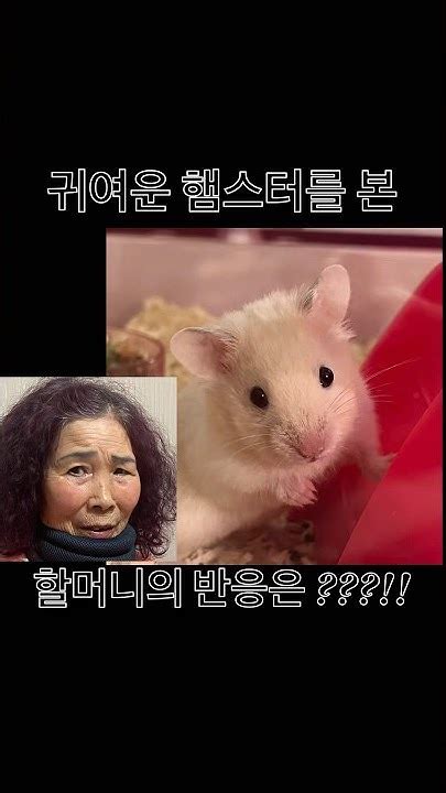 난데없이 할머니한테 욕먹은 햄스터 Shorts 할머니일상 할머니 할머니햄스터 햄스터 Youtube