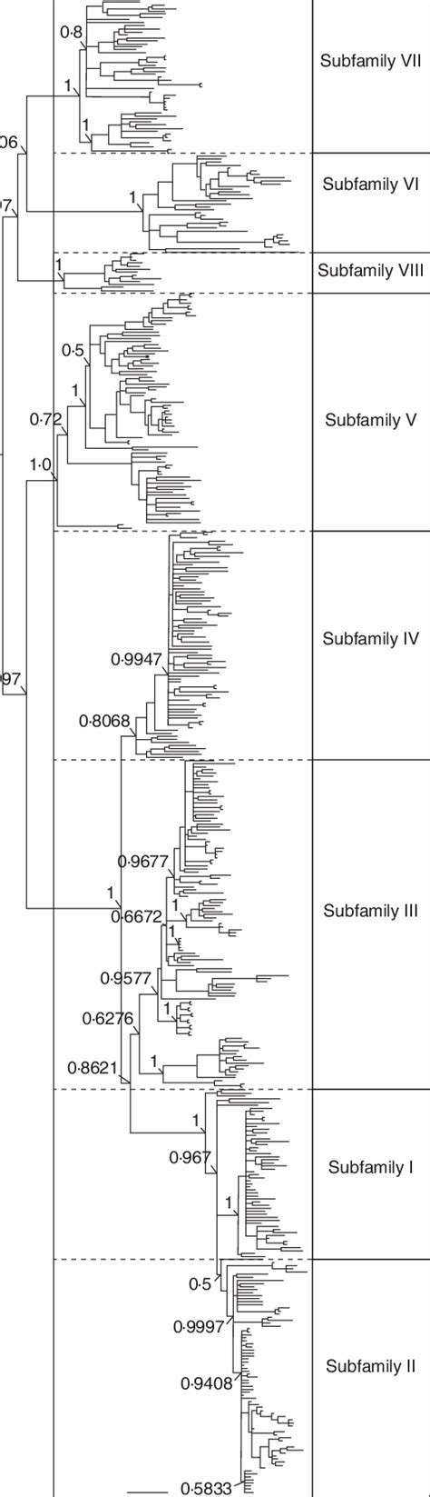 Majority Rule Consensus Tree Based On Bayesian Mcmc Analysis Of The Download Scientific Diagram