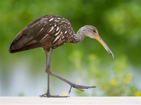 Speckled Limpkin Birdfinding Info