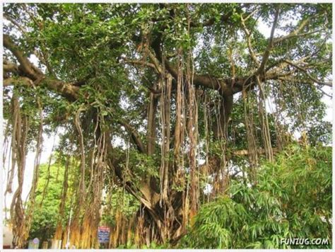 The Tree With Multiple Trunks Funzug Com