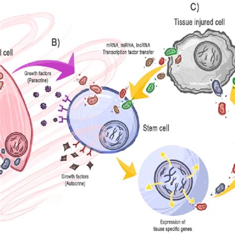 The Regulation Of Cell Expression Through Combined Growth Factors A