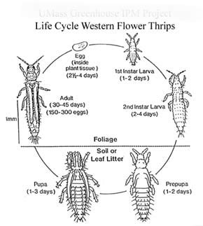 Thrips Life Cycle