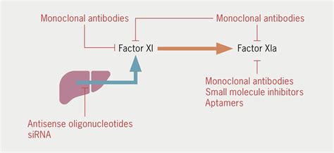 Factor Xi And Xia Inhibition A New Approach To Anticoagulant Therapy