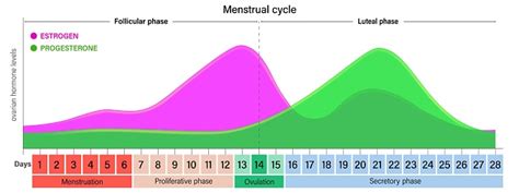 Menstrual Cycle Ovarian Hormone Levels Chart Vector Estrogen And