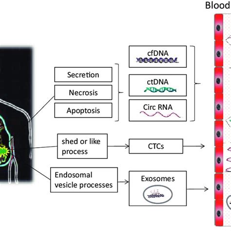 Cell Free DNA CfDNA Origins CfDNA Is Released By Normal Cells And Download Scientific