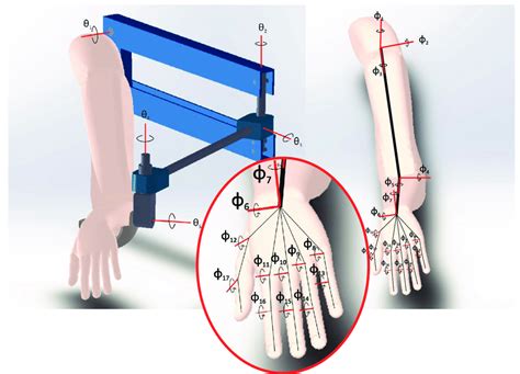 Human Arm Kinematic Model Download Scientific Diagram